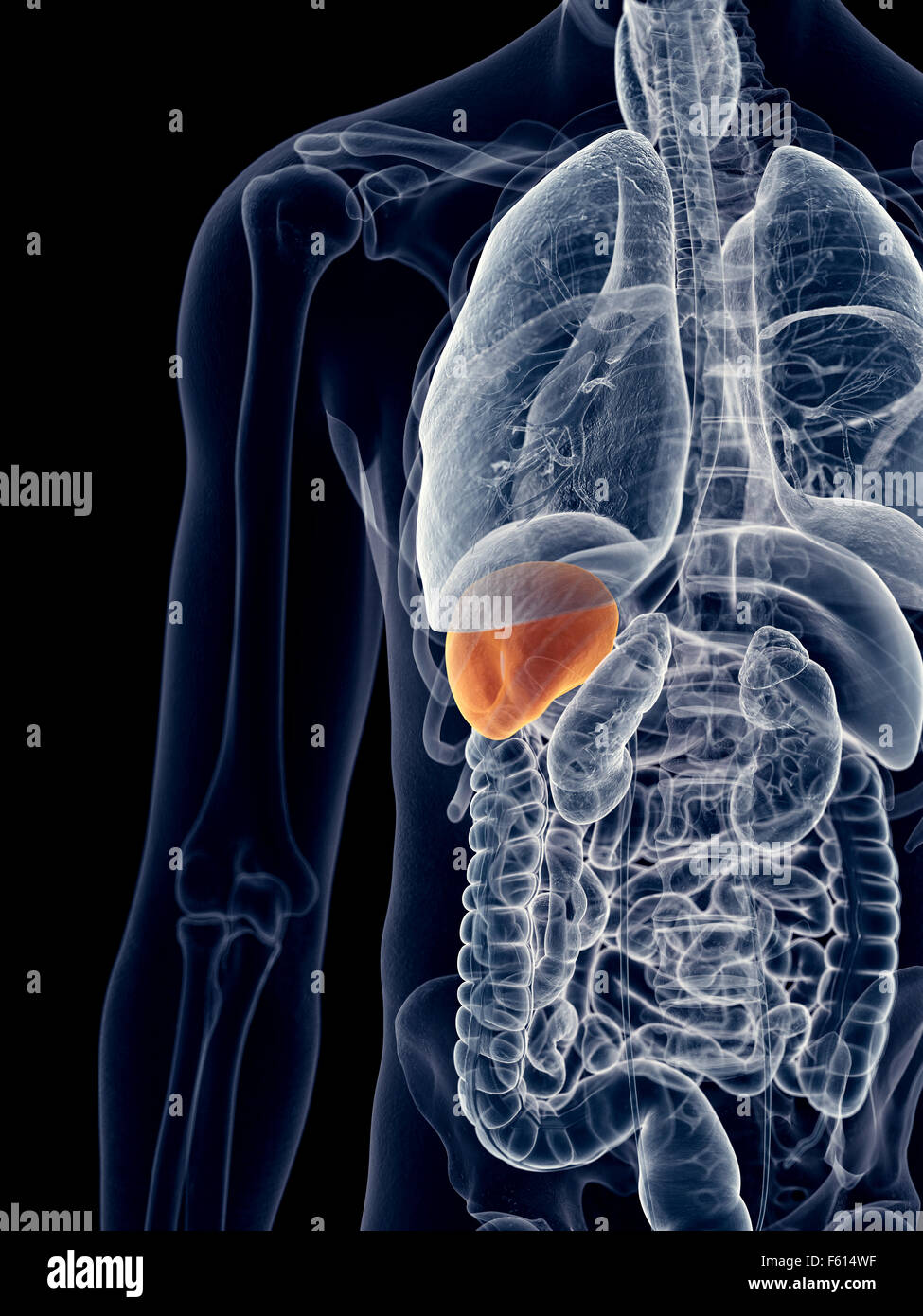 Anatomia della milza immagini e fotografie stock ad alta risoluzione ...