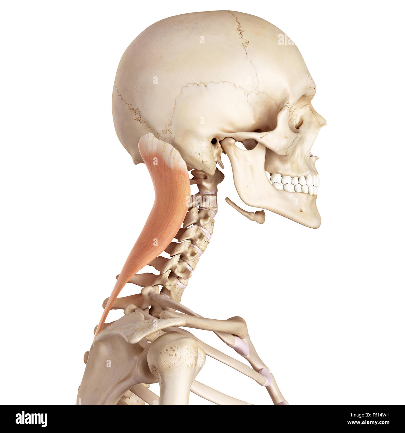 Splenius capitis immagini e fotografie stock ad alta risoluzione - Alamy