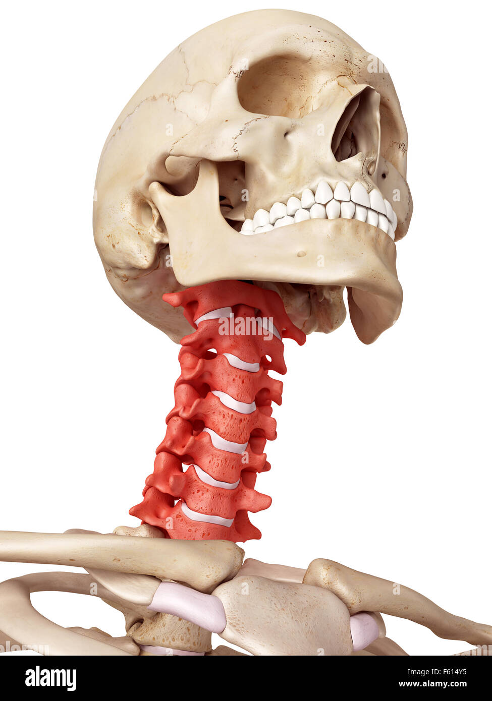 Anatomia delle vertebre cervicali immagini e fotografie stock ad alta ...