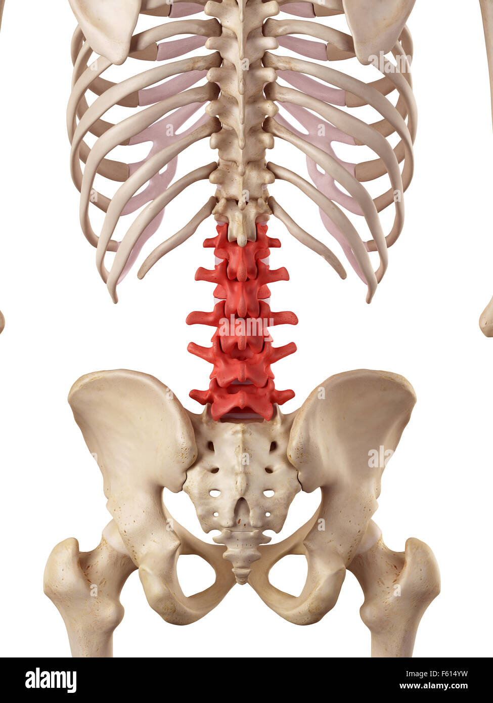 Colonna vertebrale lombare immagini e fotografie stock ad alta ...