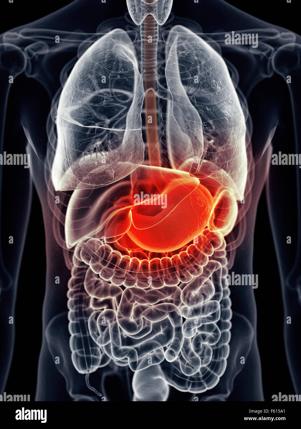 Esofago anatomia immagini e fotografie stock ad alta risoluzione - Alamy