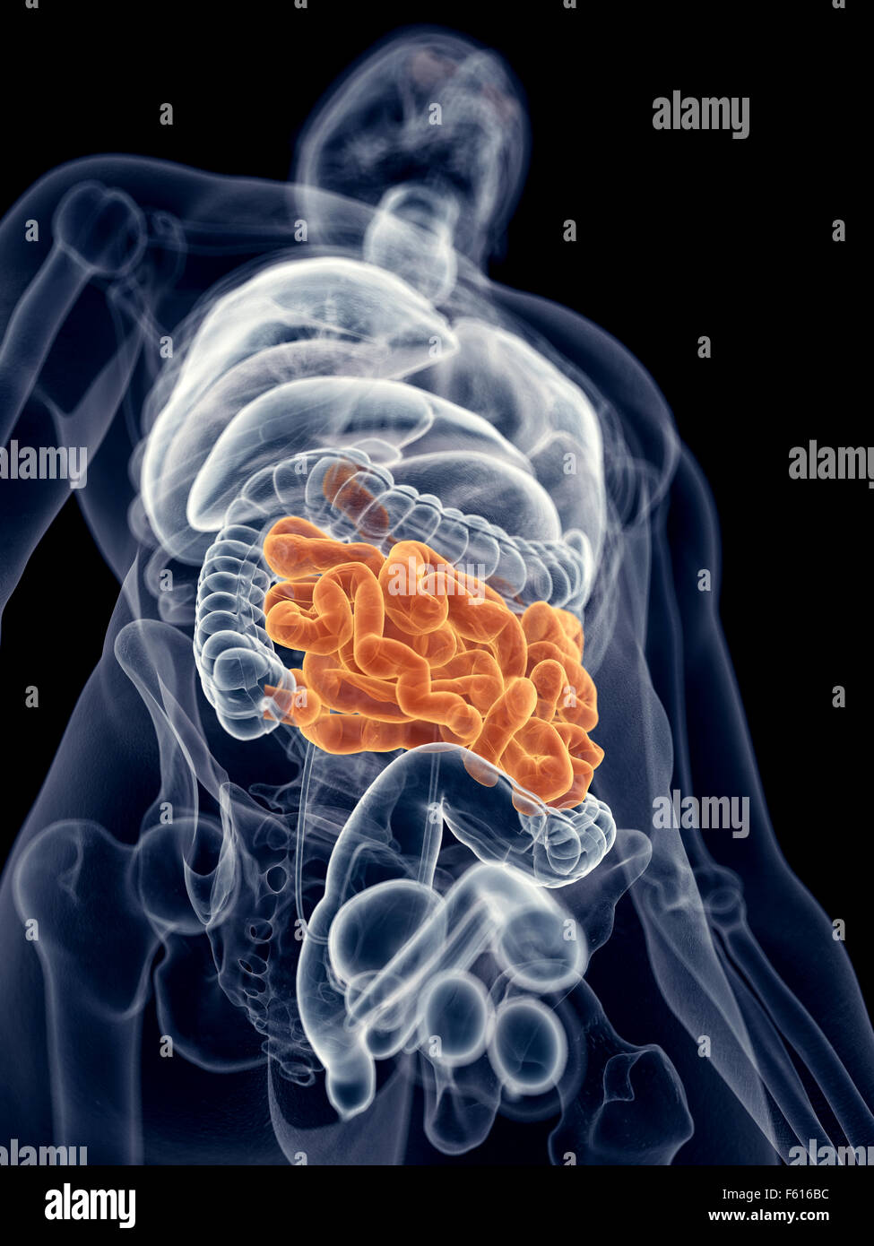 Anatomia del piccolo intestino immagini e fotografie stock ad alta ...