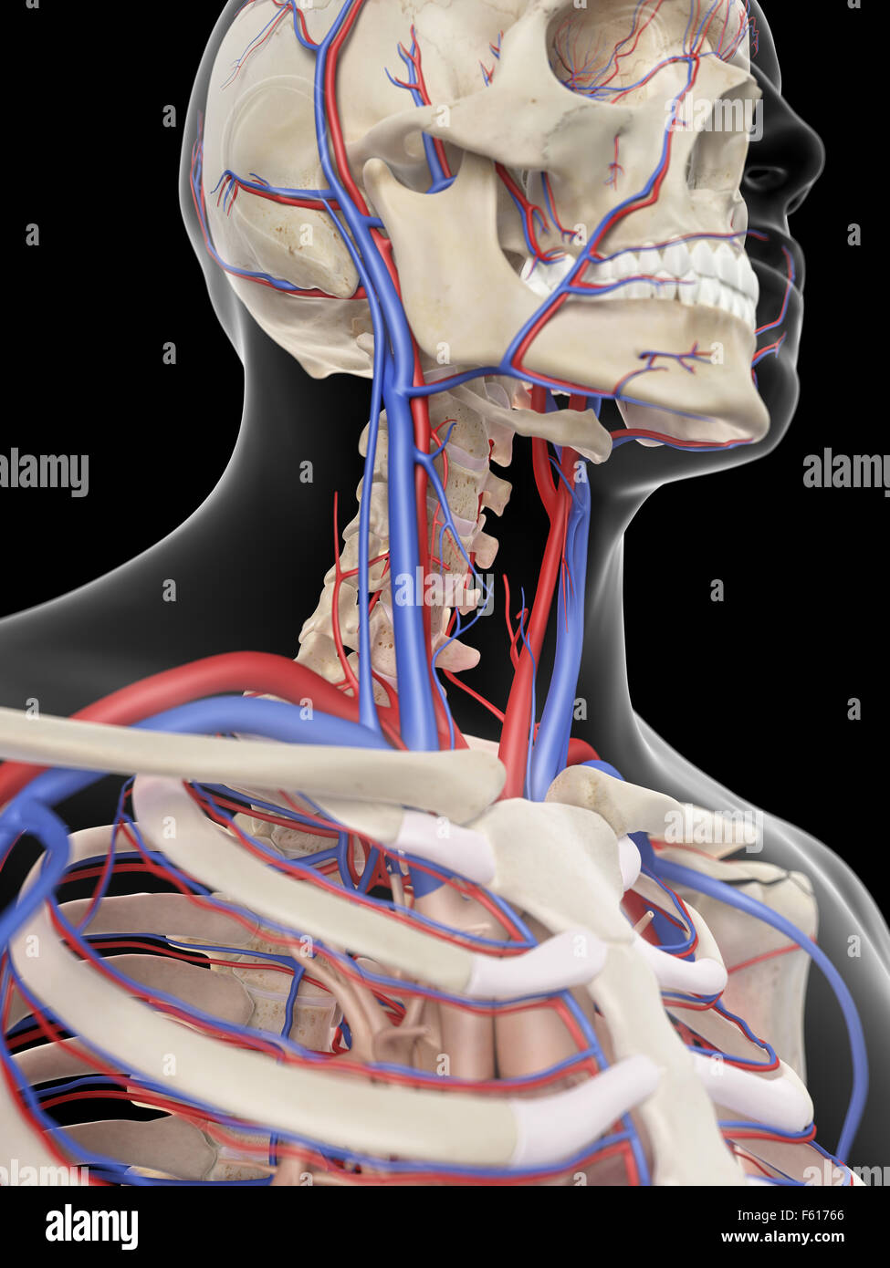 Vena giugulare immagini e fotografie stock ad alta risoluzione - Alamy