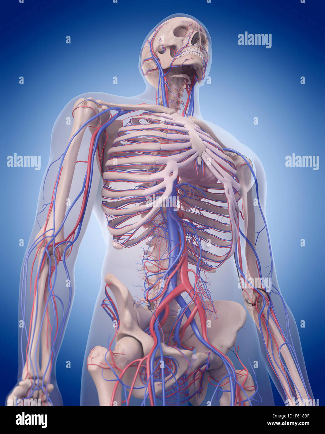 Anatomia maschile della parte superiore del corpo immagini e fotografie ...