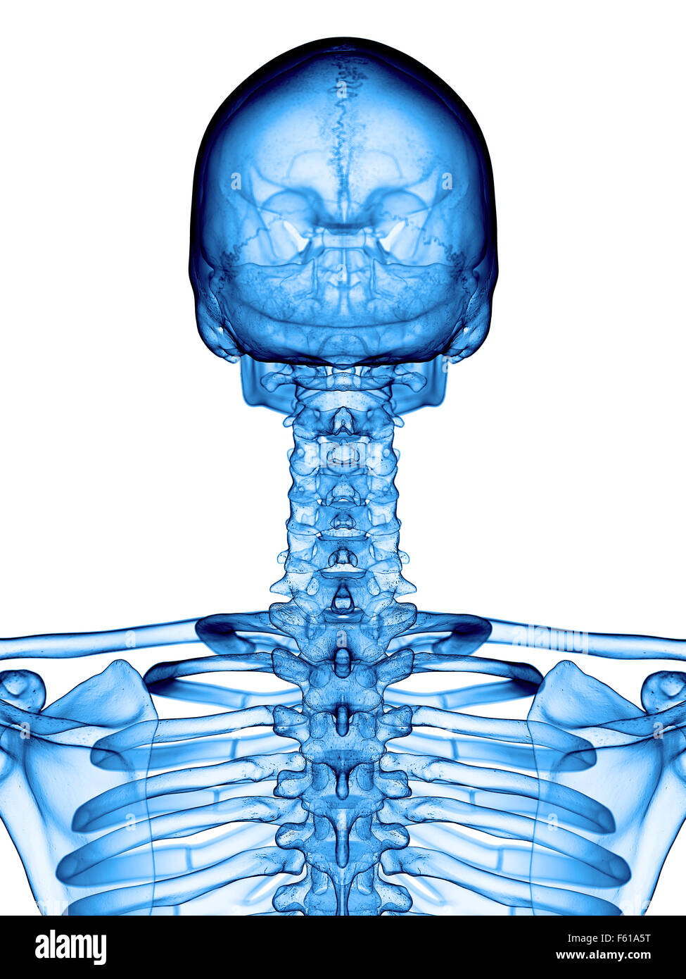 Radiografia del collo delle vertebre cervicali immagini e fotografie ...