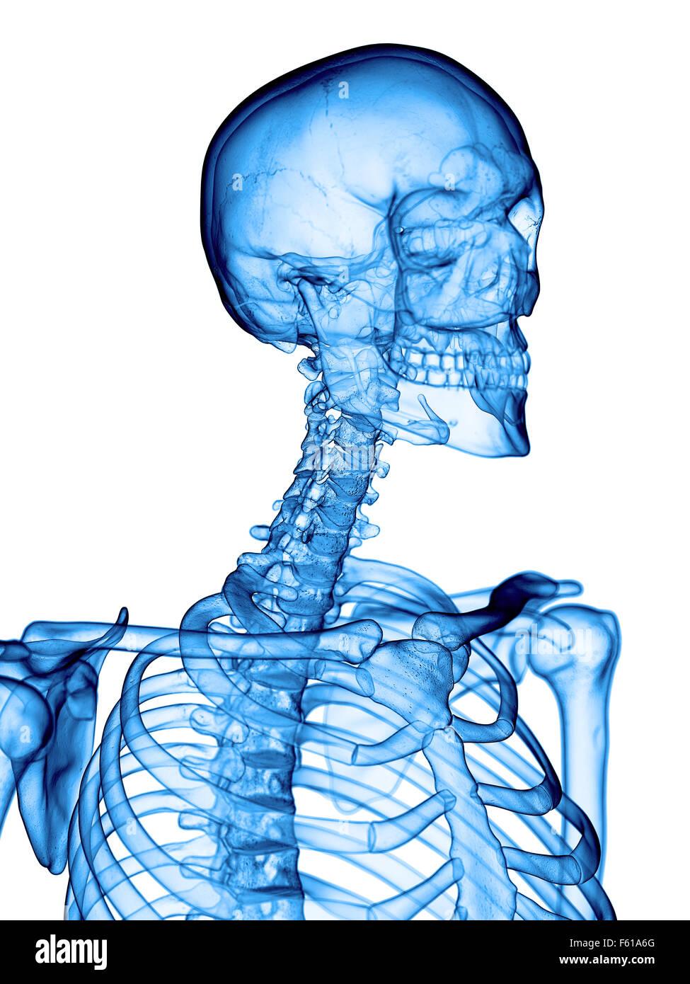 Radiografia Del Collo Delle Vertebre Cervicali Immagini e Fotos Stock ...