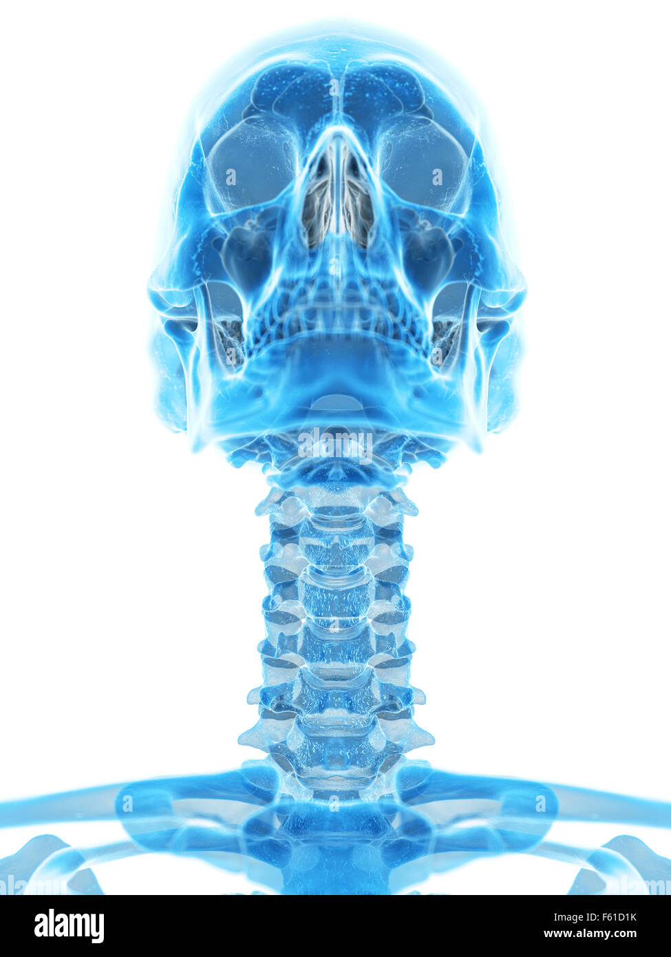 Radiografia Del Collo Delle Vertebre Cervicali Immagini e Fotos Stock ...
