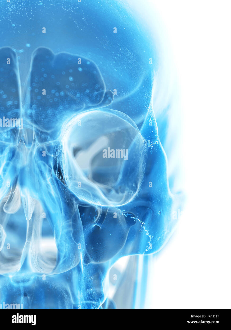 Huesos del craneo anatomia immagini e fotografie stock ad alta ...