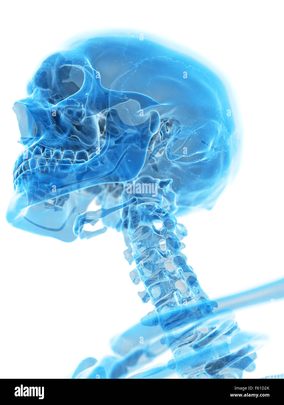 Radiografia Del Collo Delle Vertebre Cervicali Immagini e Fotos Stock ...