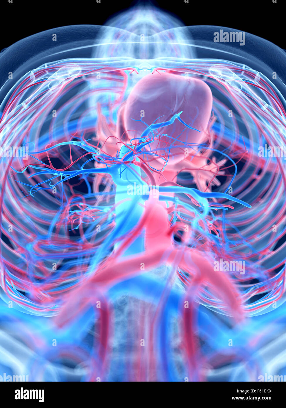 Addome umano immagini e fotografie stock ad alta risoluzione - Alamy