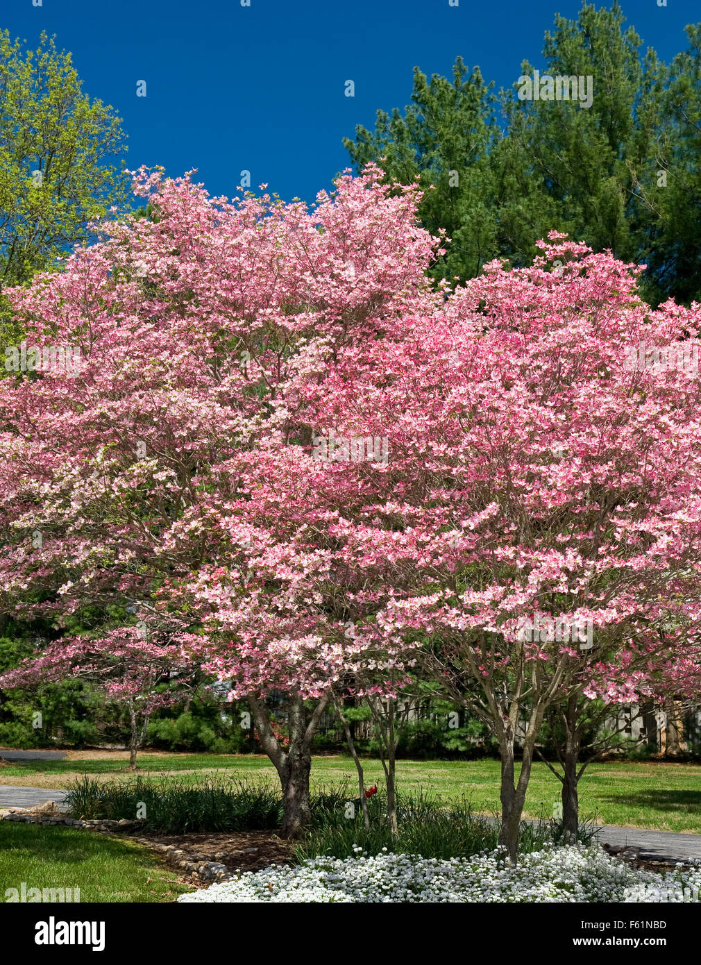 Alberi di cornioli rosa immagini e fotografie stock ad alta risoluzione ...