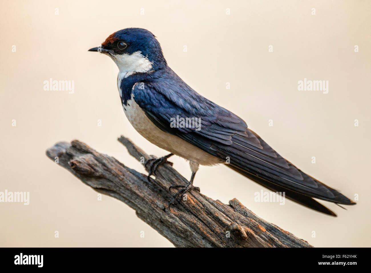 Rondine africana immagini e fotografie stock ad alta risoluzione - Alamy