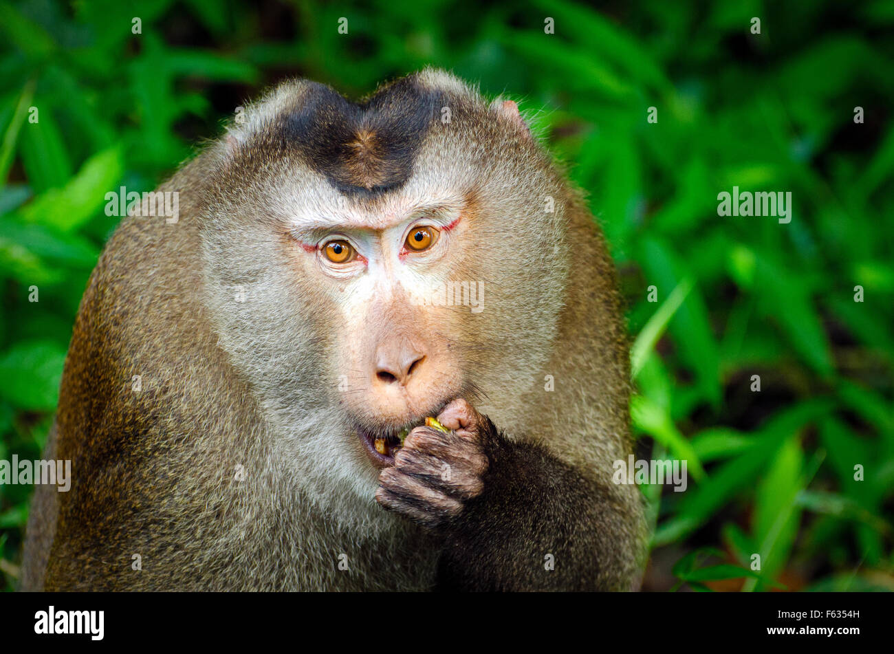 Specie di macaco immagini e fotografie stock ad alta risoluzione - Alamy