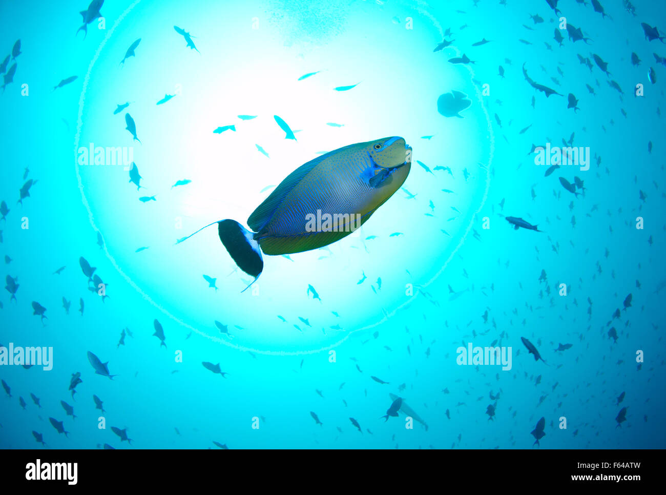 Naso lopezi immagini e fotografie stock ad alta risoluzione - Alamy