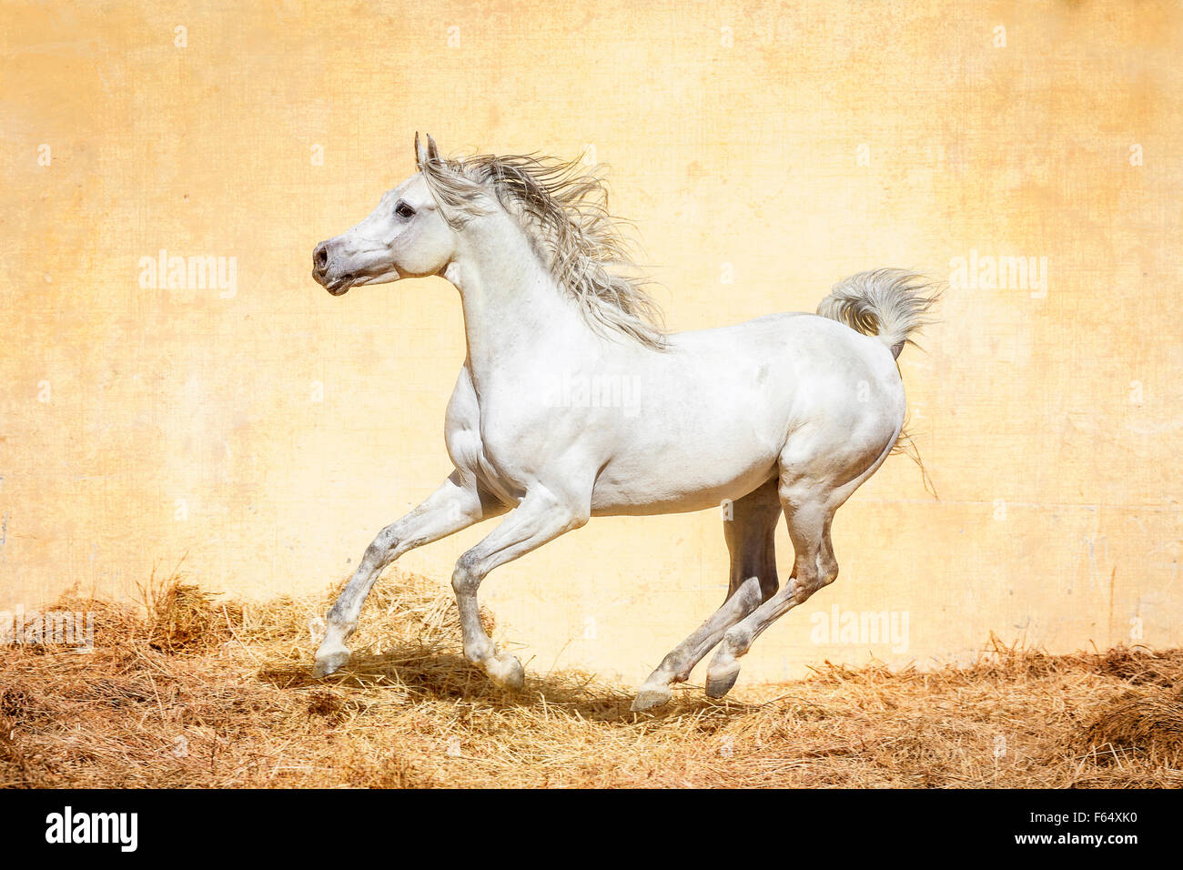 Cavallo Arabo, Arabian Horse. Stallone grigio al galoppo in un paddock ...