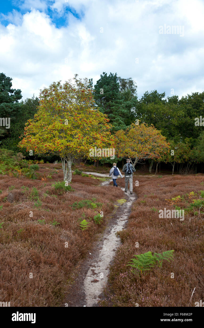 I visitatori a piedi in RSPB Arne riserva passato due rowan trees ...