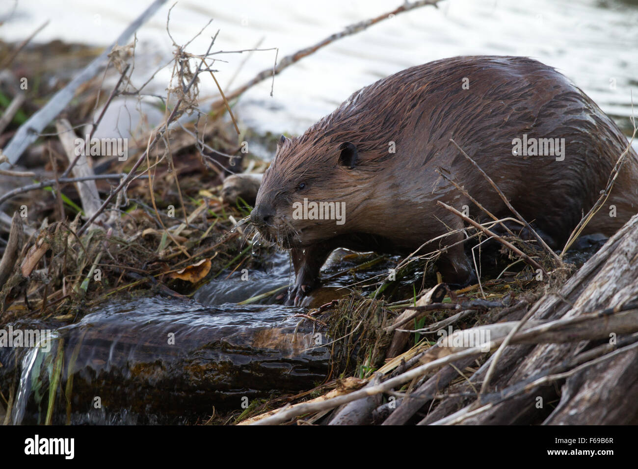 Diga di castoro immagini e fotografie stock ad alta risoluzione - Alamy
