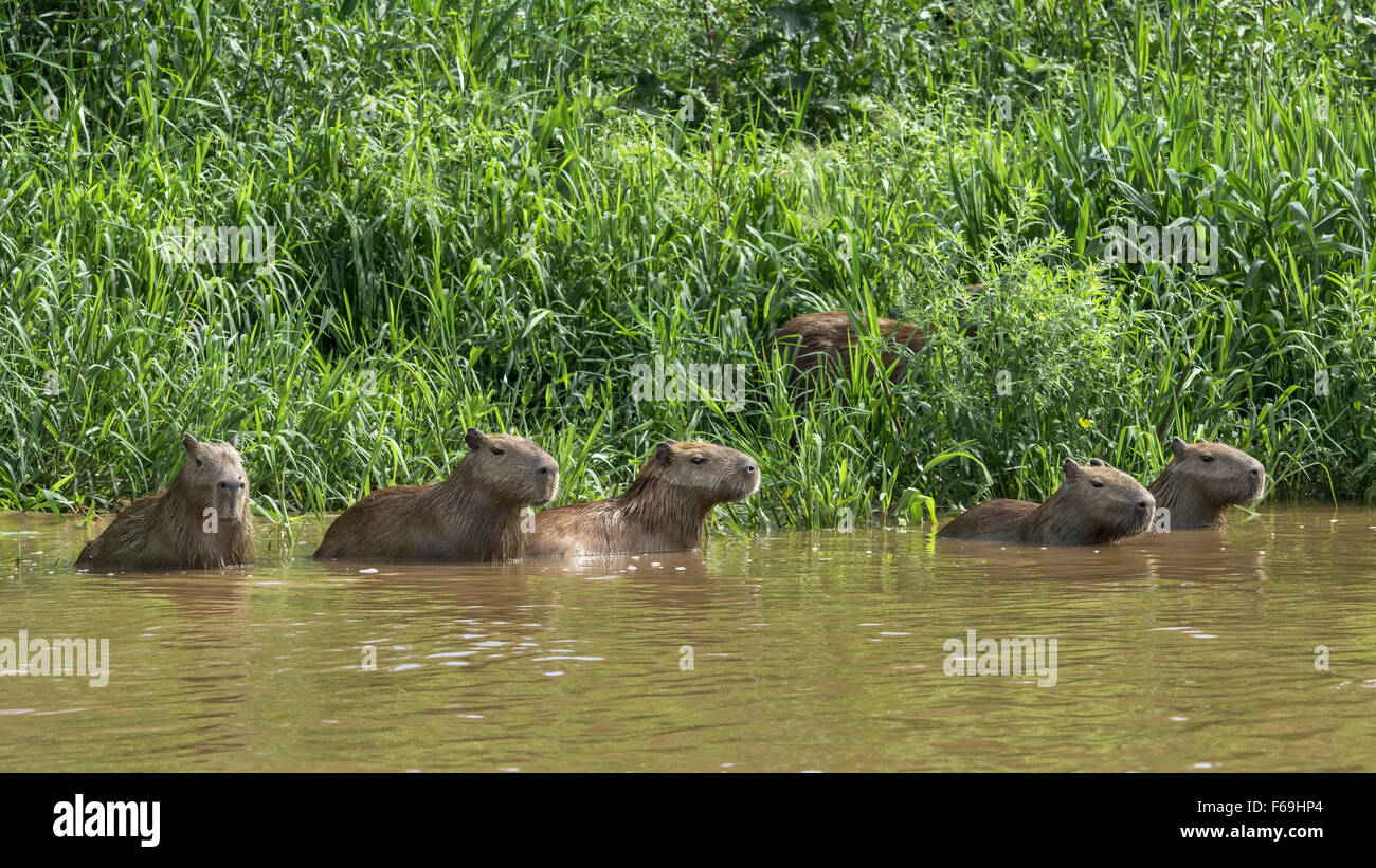 Il capibara immagini e fotografie stock ad alta risoluzione - Alamy