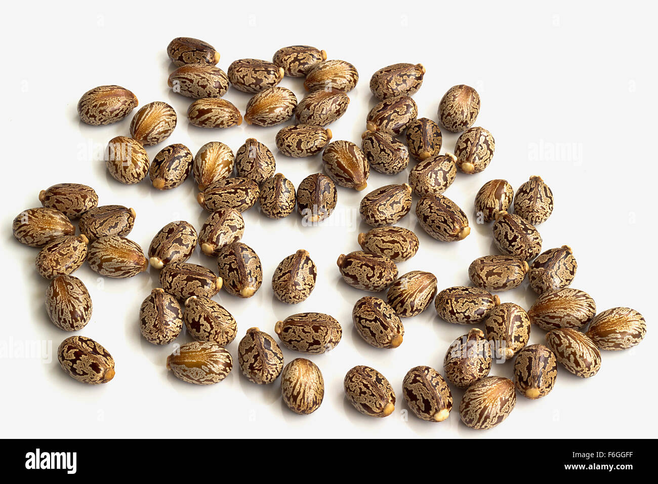 Pianta di ricino immagini e fotografie stock ad alta risoluzione - Alamy