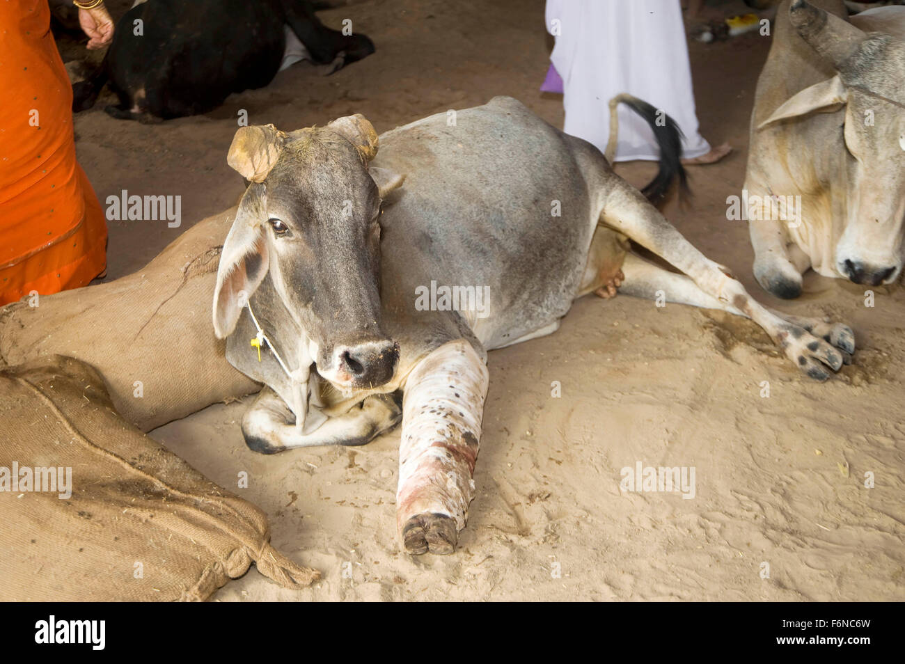 Mucca malata india immagini e fotografie stock ad alta risoluzione - Alamy