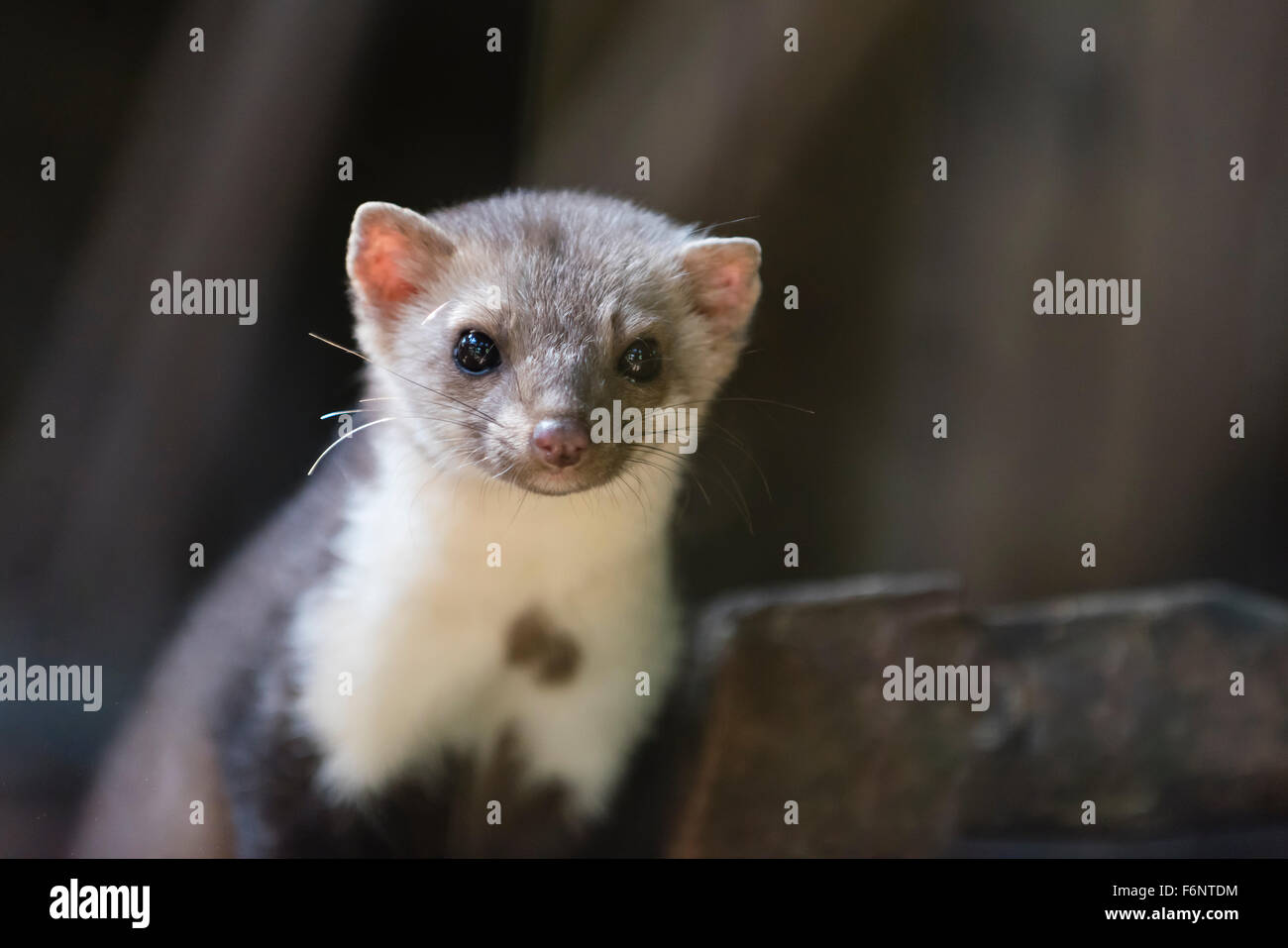 La faina di pietra martes foina immagini e fotografie stock ad alta ...