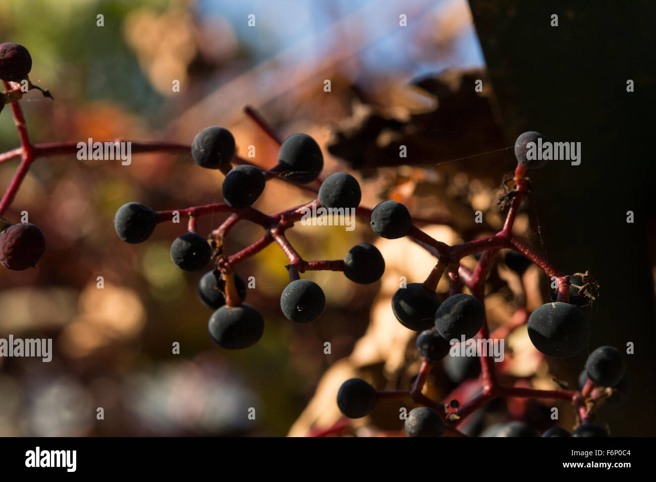 Ramoscelli di agrifoglio decorativi immagini e fotografie stock ad alta ...