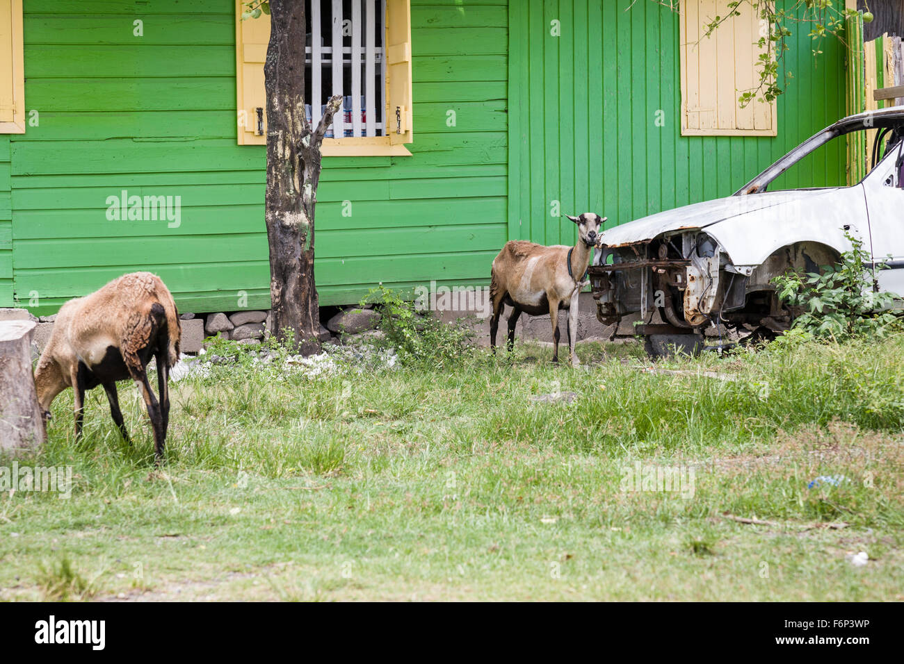 Capra in una macchina immagini e fotografie stock ad alta risoluzione ...