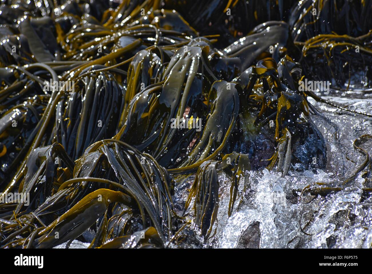 Durvillea antartide immagini e fotografie stock ad alta risoluzione - Alamy