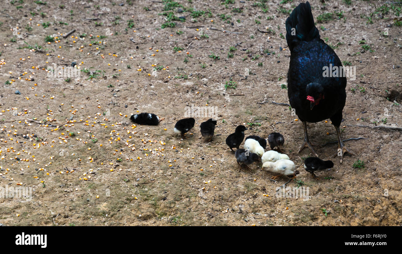 Mamma gallina nera immagini e fotografie stock ad alta risoluzione - Alamy