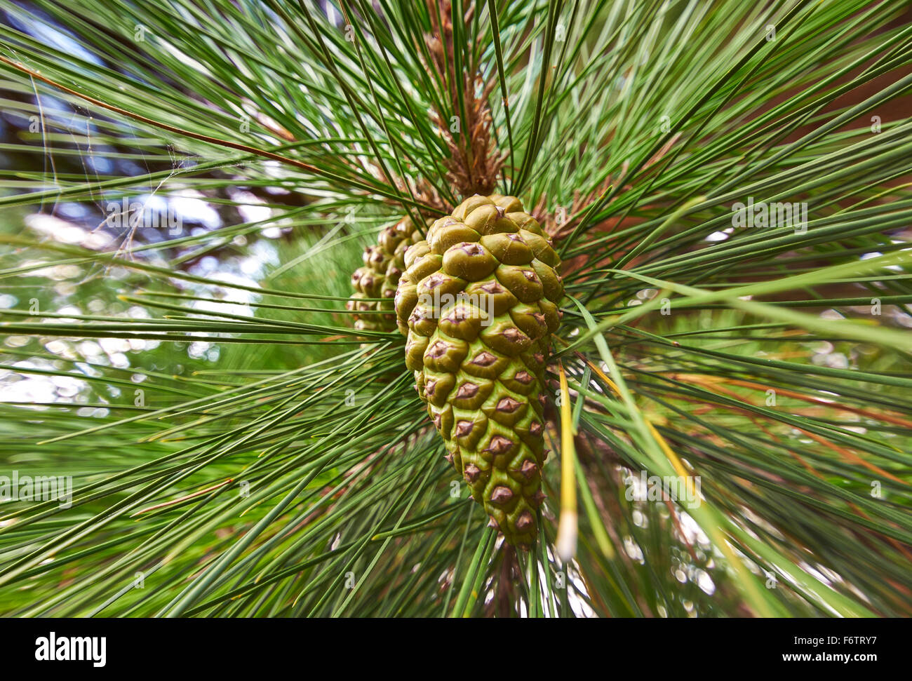 Enorme bosco immagini e fotografie stock ad alta risoluzione - Alamy