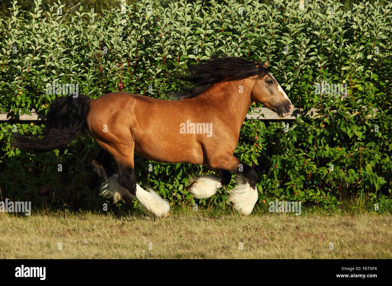 Gypsy vanner horse stallion immagini e fotografie stock ad alta ...