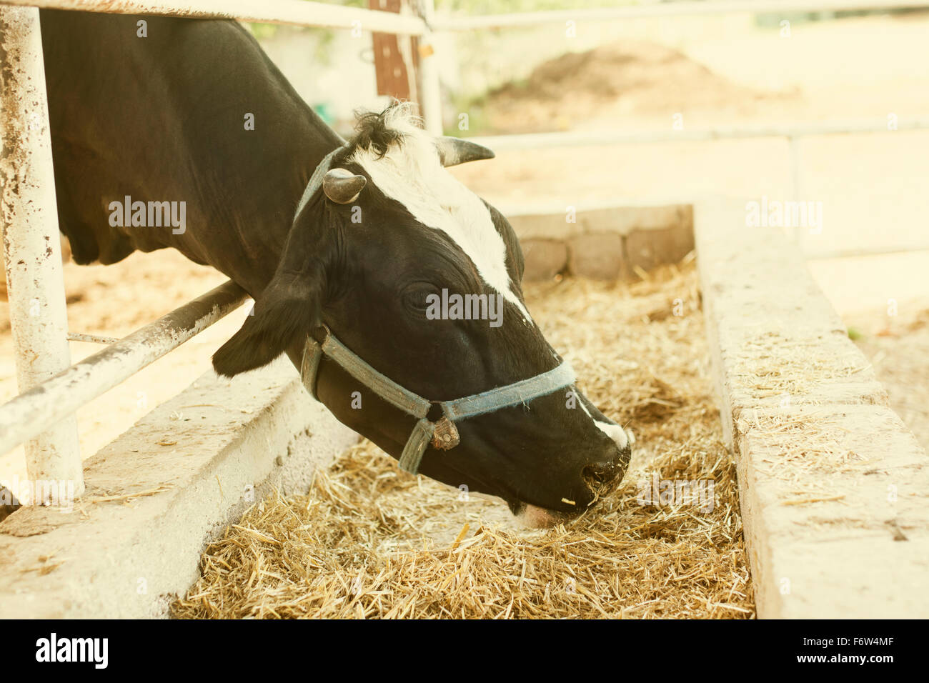 Fattoria delle mucche immagini e fotografie stock ad alta risoluzione ...