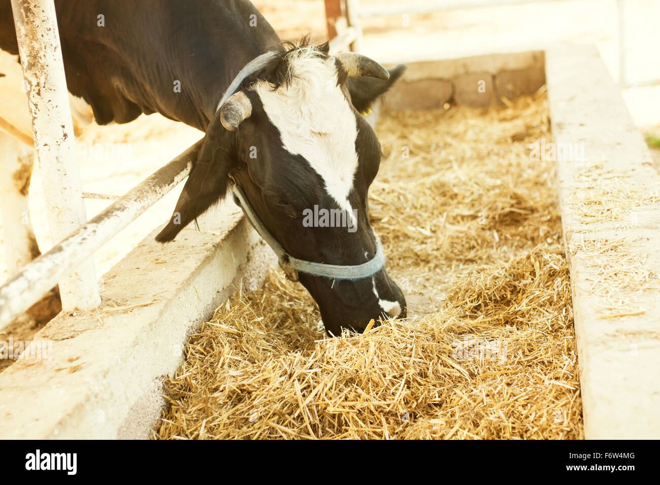 Mungitore di mucca immagini e fotografie stock ad alta risoluzione - Alamy