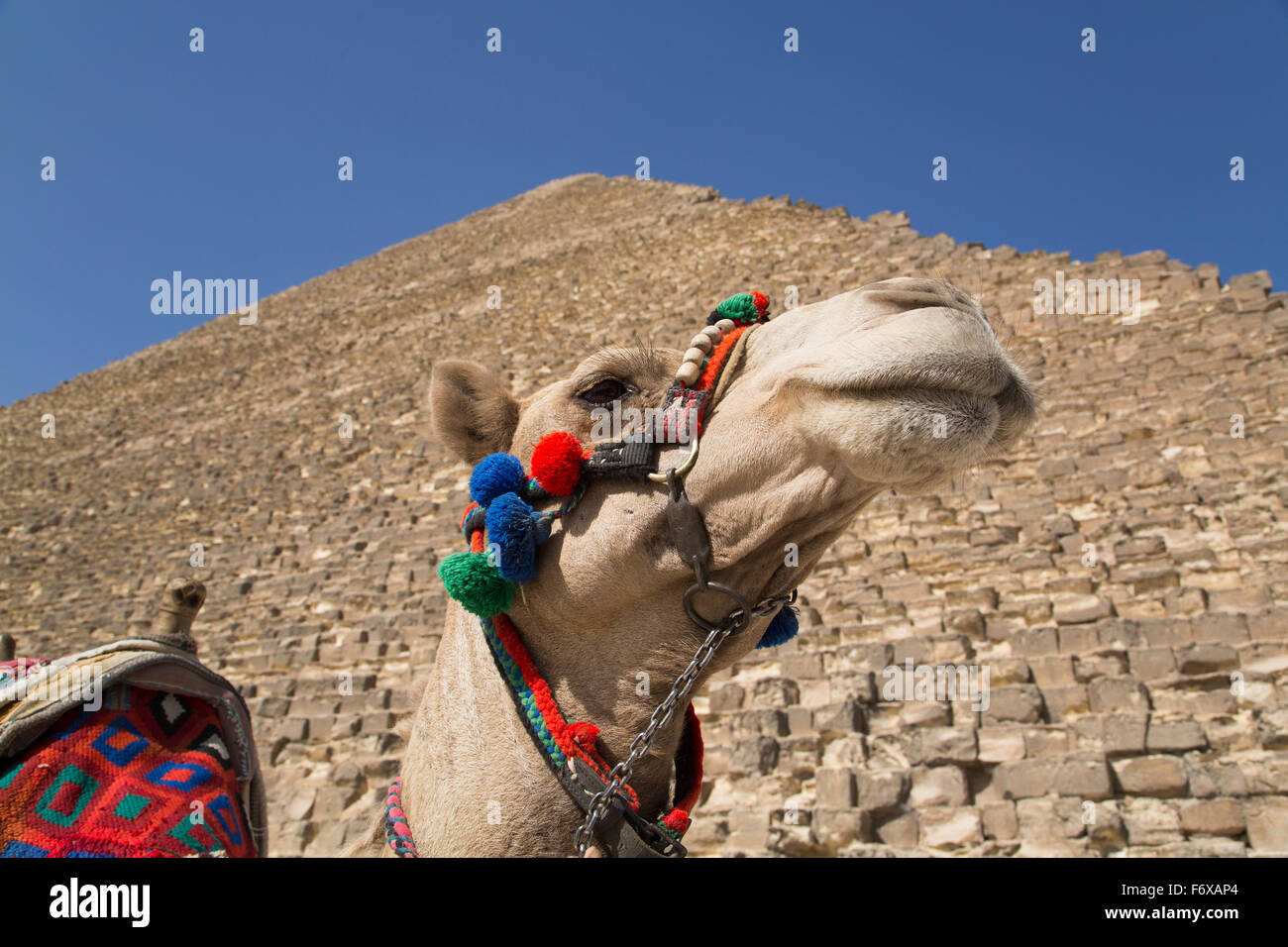 Camel, la Grande Piramide di Cheope (fondo), le Piramidi di Giza; Giza ...