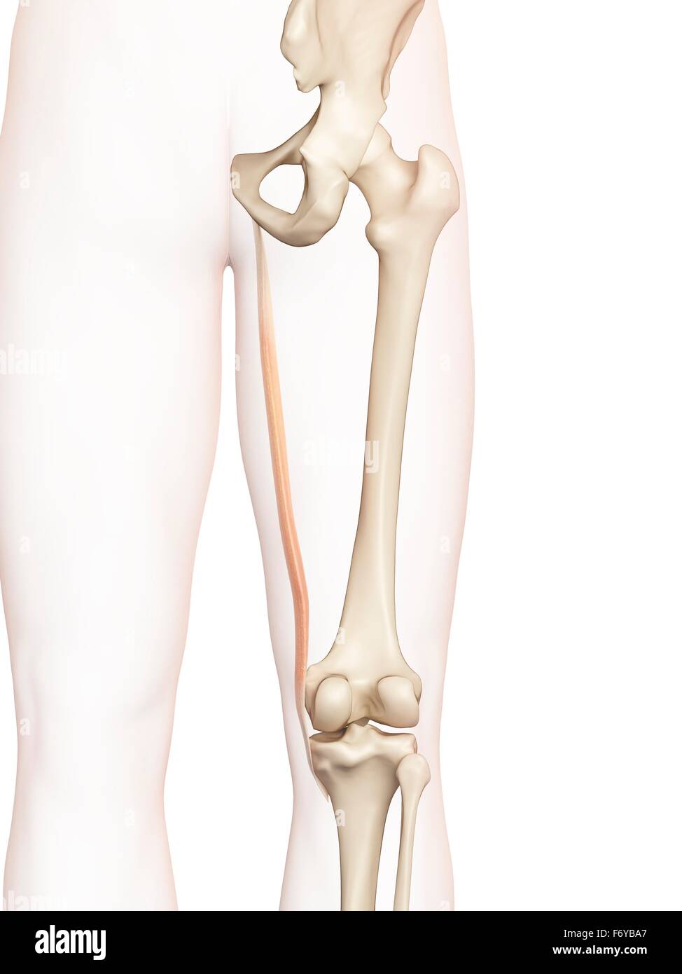 Muscoli anatomia coscia immagini e fotografie stock ad alta risoluzione ...