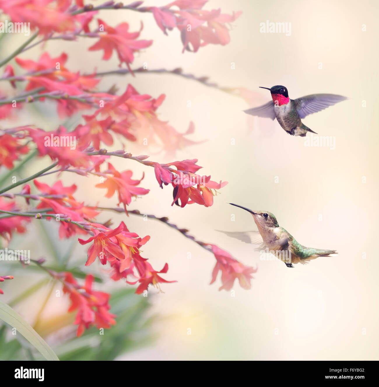 Fiori Di Colibrì Rosso