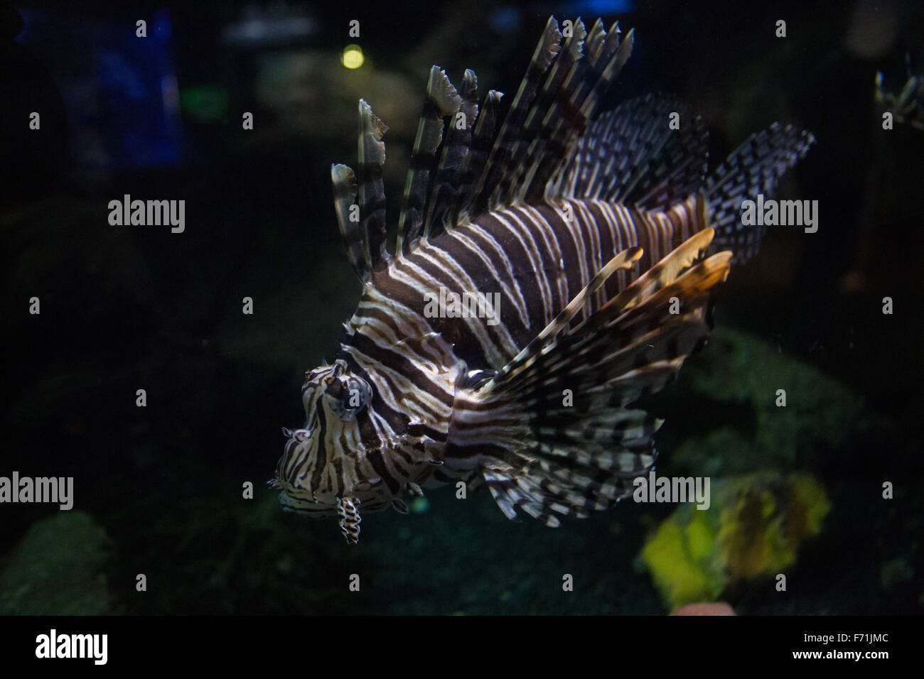 Pesce leone immagini e fotografie stock ad alta risoluzione - Alamy