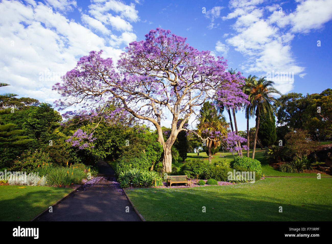 Jacaranda albero immagini e fotografie stock ad alta risoluzione - Alamy