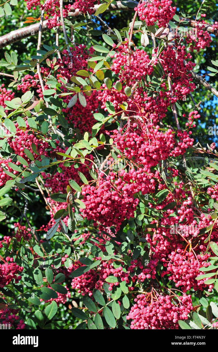Sorbus hupehensis immagini e fotografie stock ad alta risoluzione - Alamy