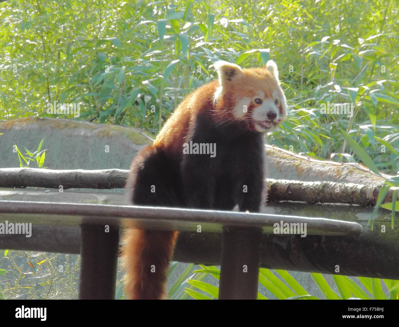 Faccia da panda rosso immagini e fotografie stock ad alta risoluzione ...