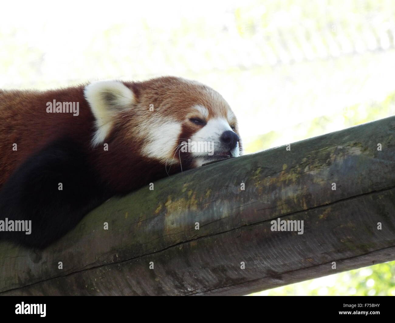 Faccia da panda rosso immagini e fotografie stock ad alta risoluzione ...