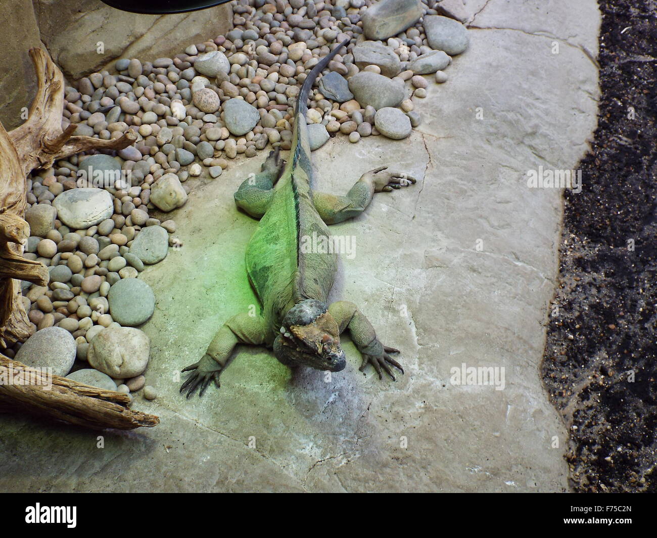 Lucertola squamosa immagini e fotografie stock ad alta risoluzione - Alamy