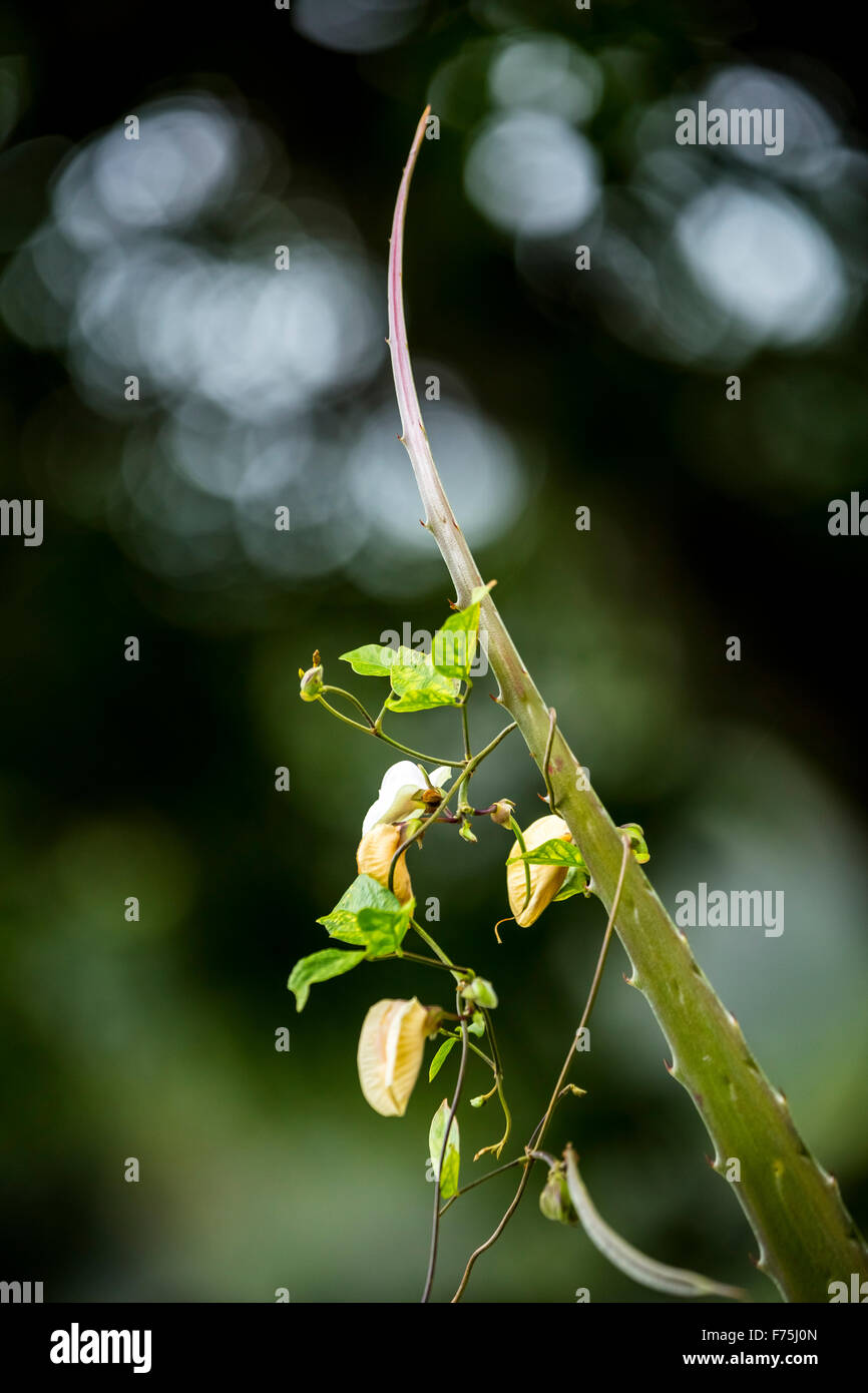 Pianta di ananas con orchidea intrecciata immagini e fotografie stock ...