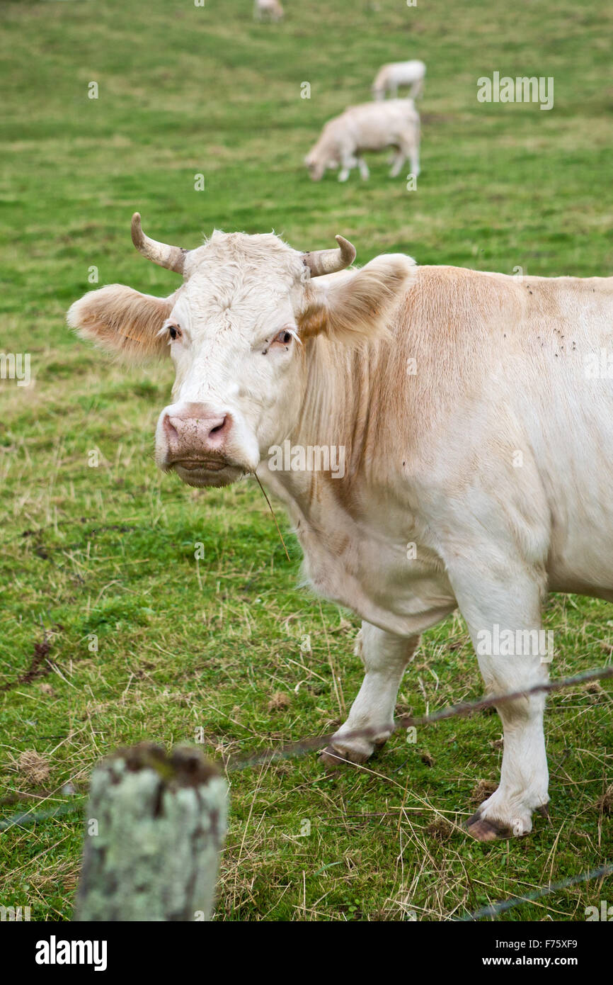 Mucca divertente immagini e fotografie stock ad alta risoluzione - Alamy