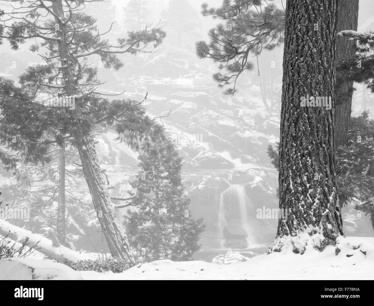 Fresca nevicata lago tahoe immagini e fotografie stock ad alta ...