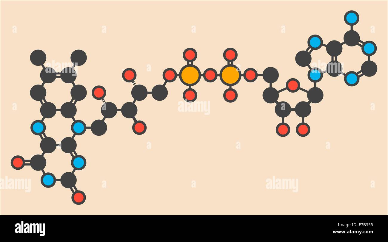 Flavina adenina dinucleotide (FAD) redox molecola di coenzima ...