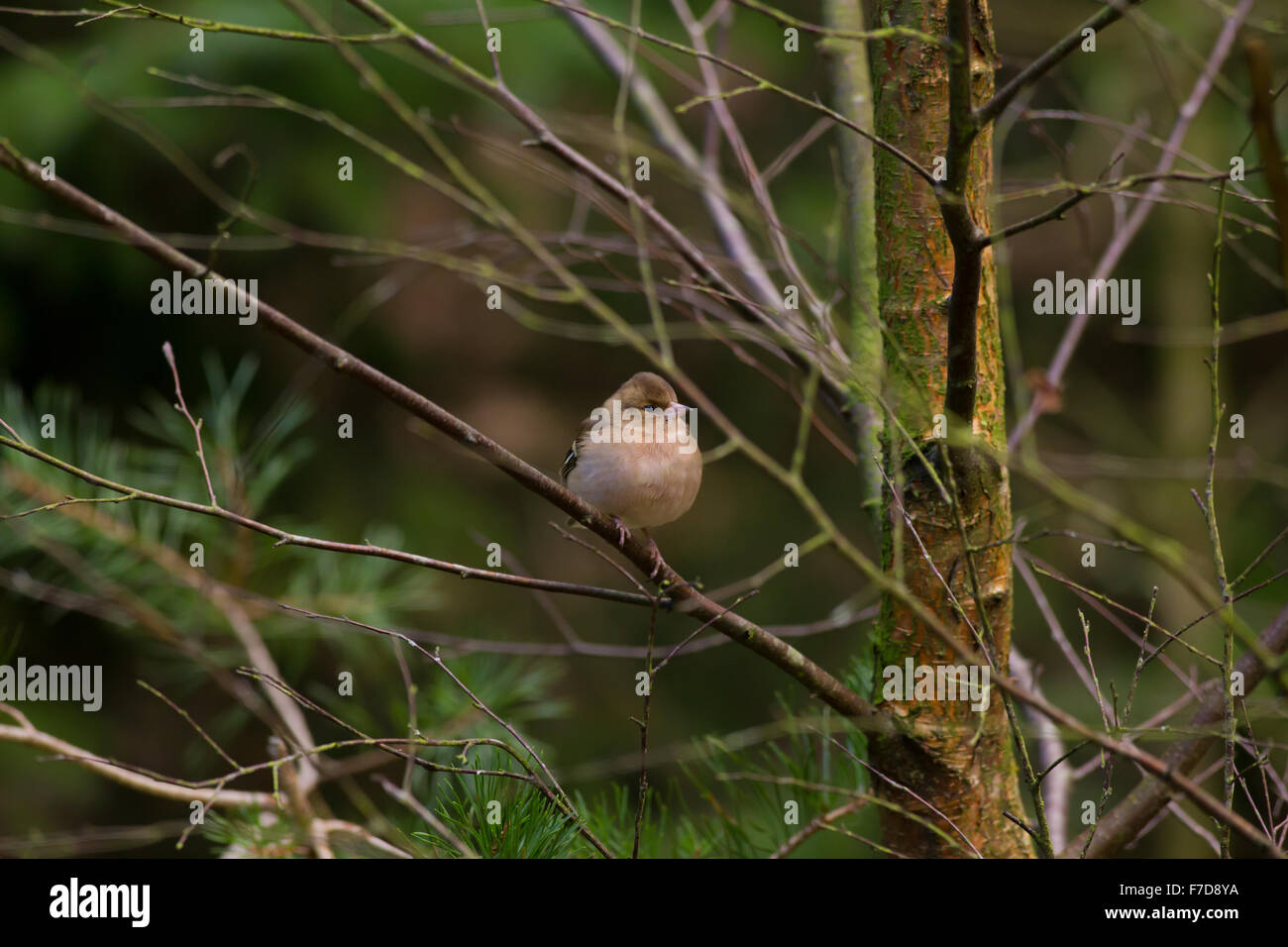 Uccello del giardino immagini e fotografie stock ad alta risoluzione ...