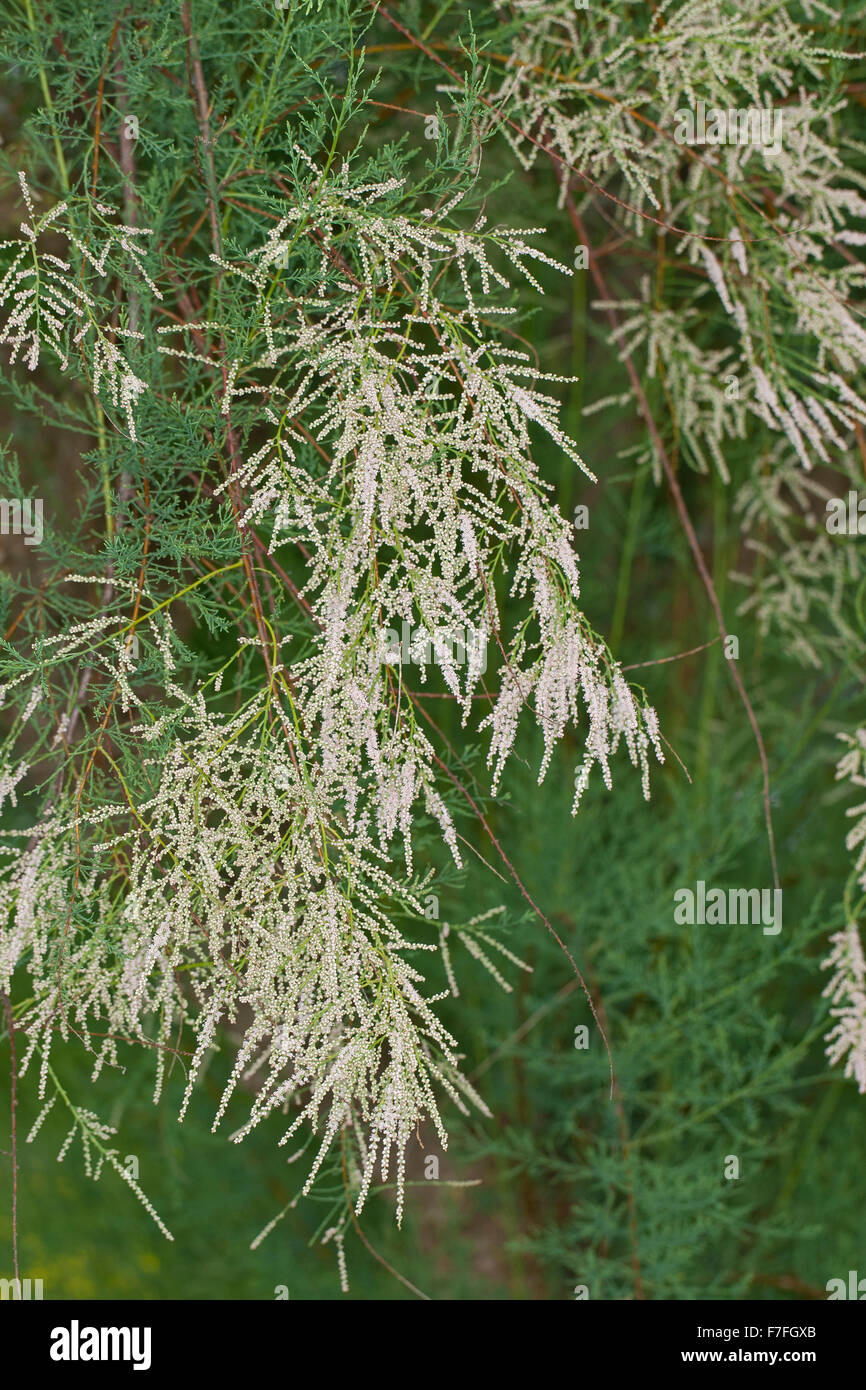 Albero di tamerici immagini e fotografie stock ad alta risoluzione - Alamy