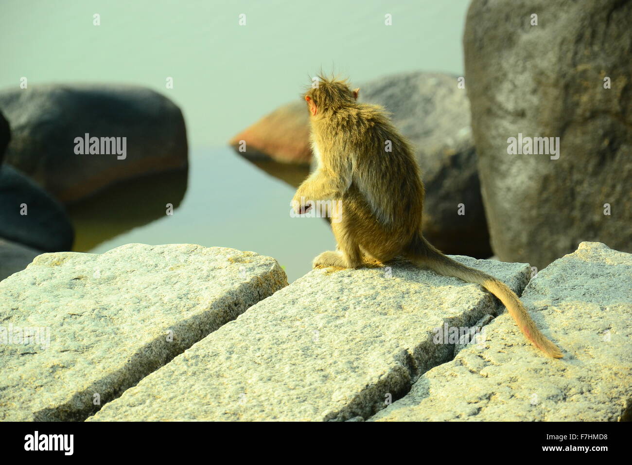 Scimmia assetata immagini e fotografie stock ad alta risoluzione - Alamy