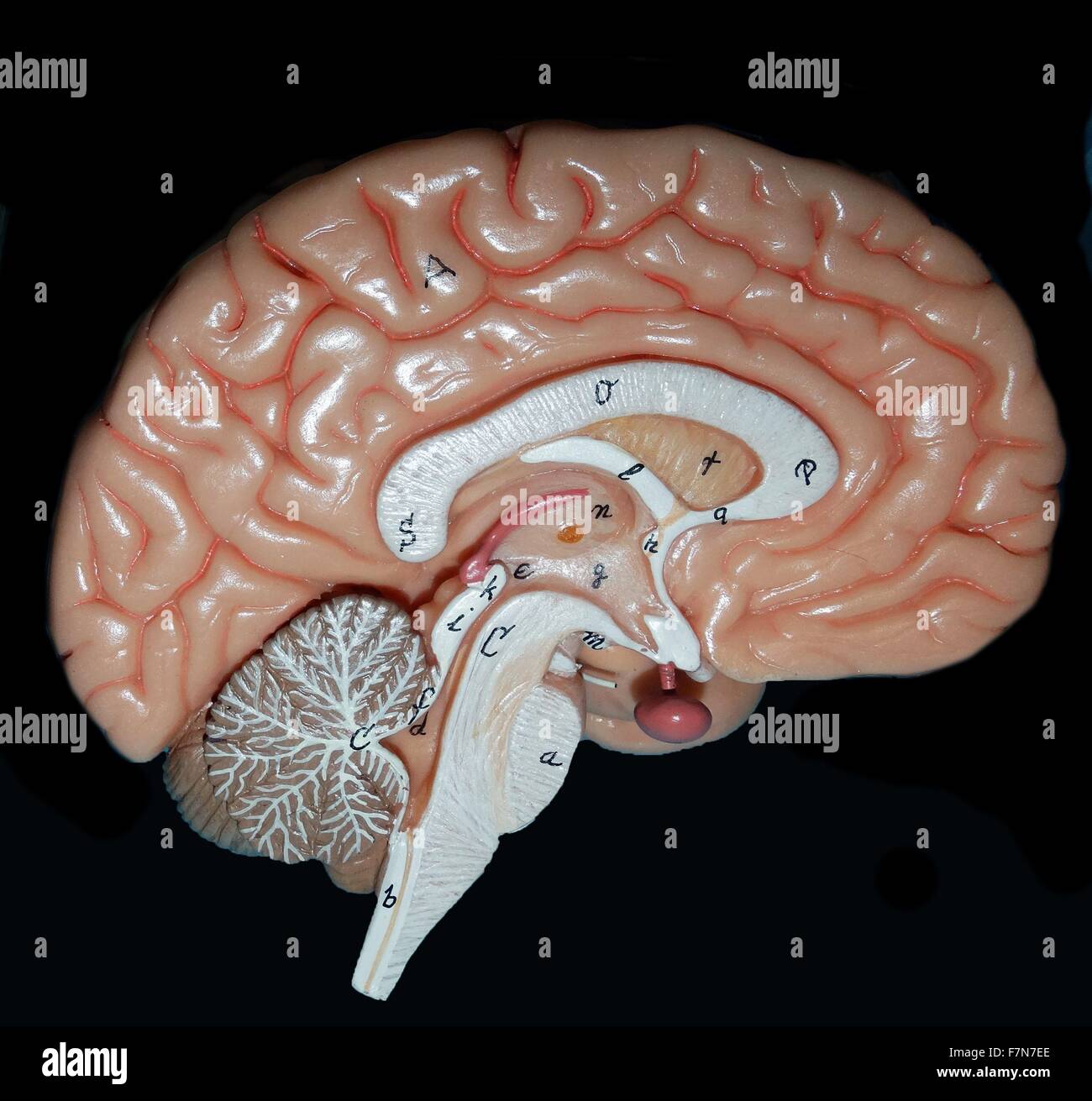 Anatomia del cervello umano immagini e fotografie stock ad alta ...